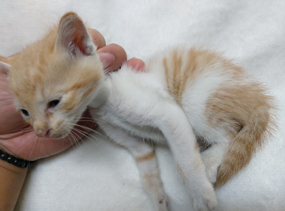 광주광역시 동물보호소